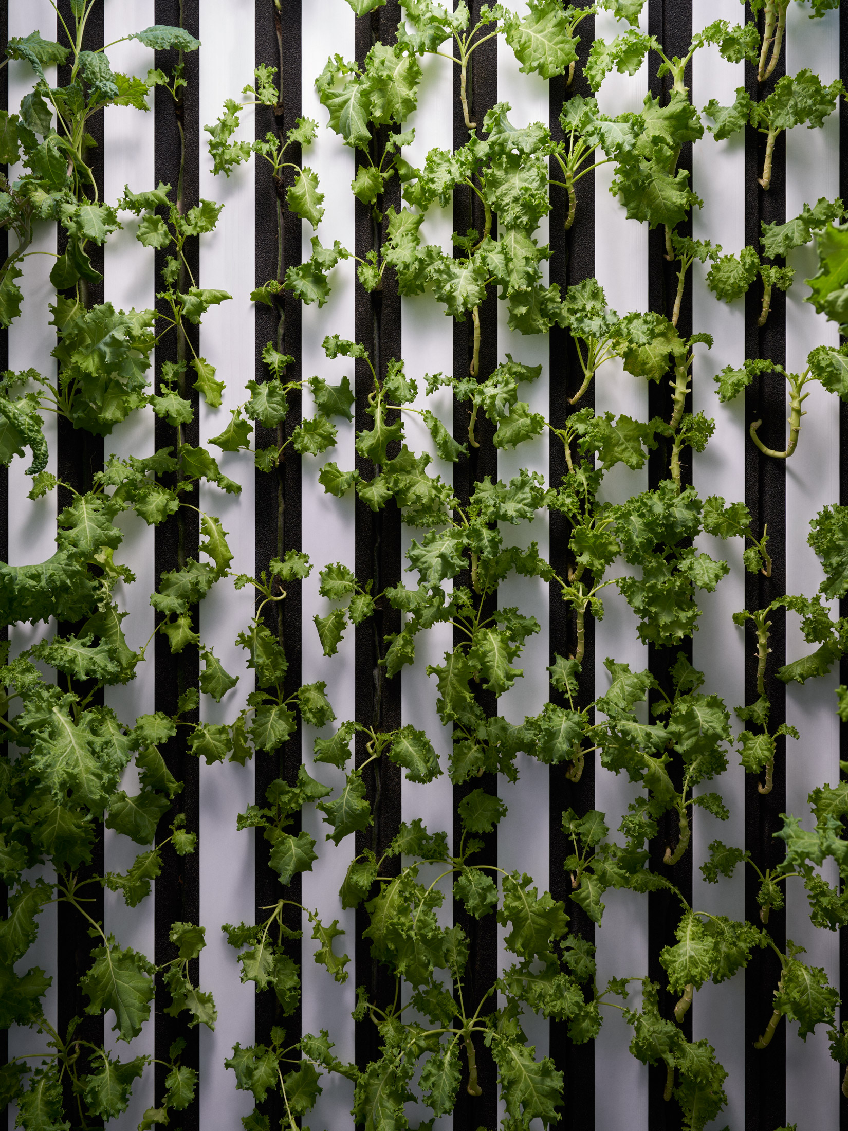 Vertical - Foodprint