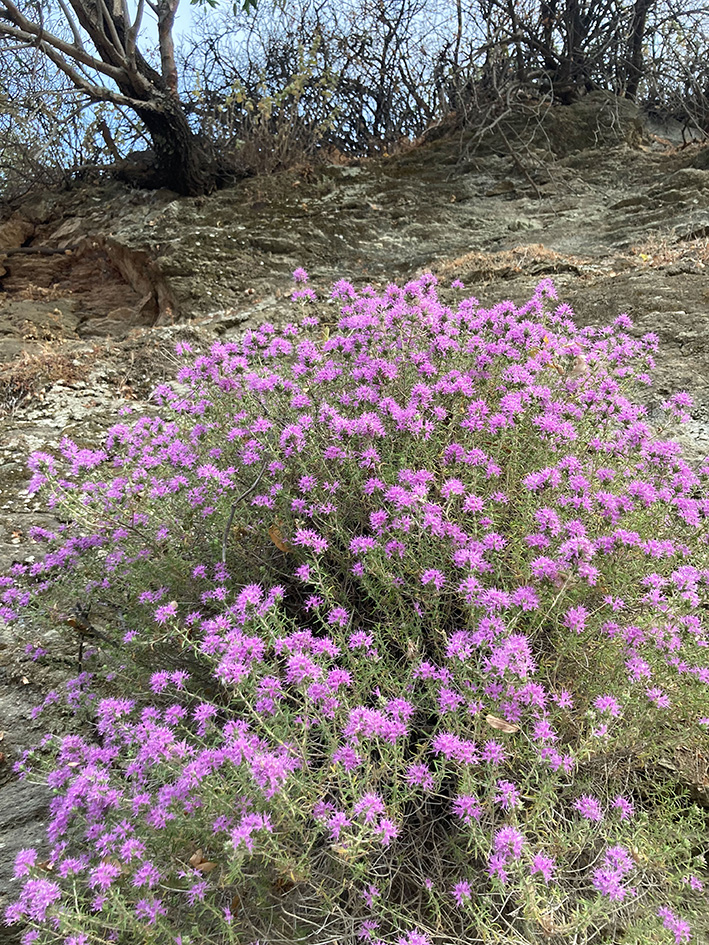 Collective Work - Foodprint